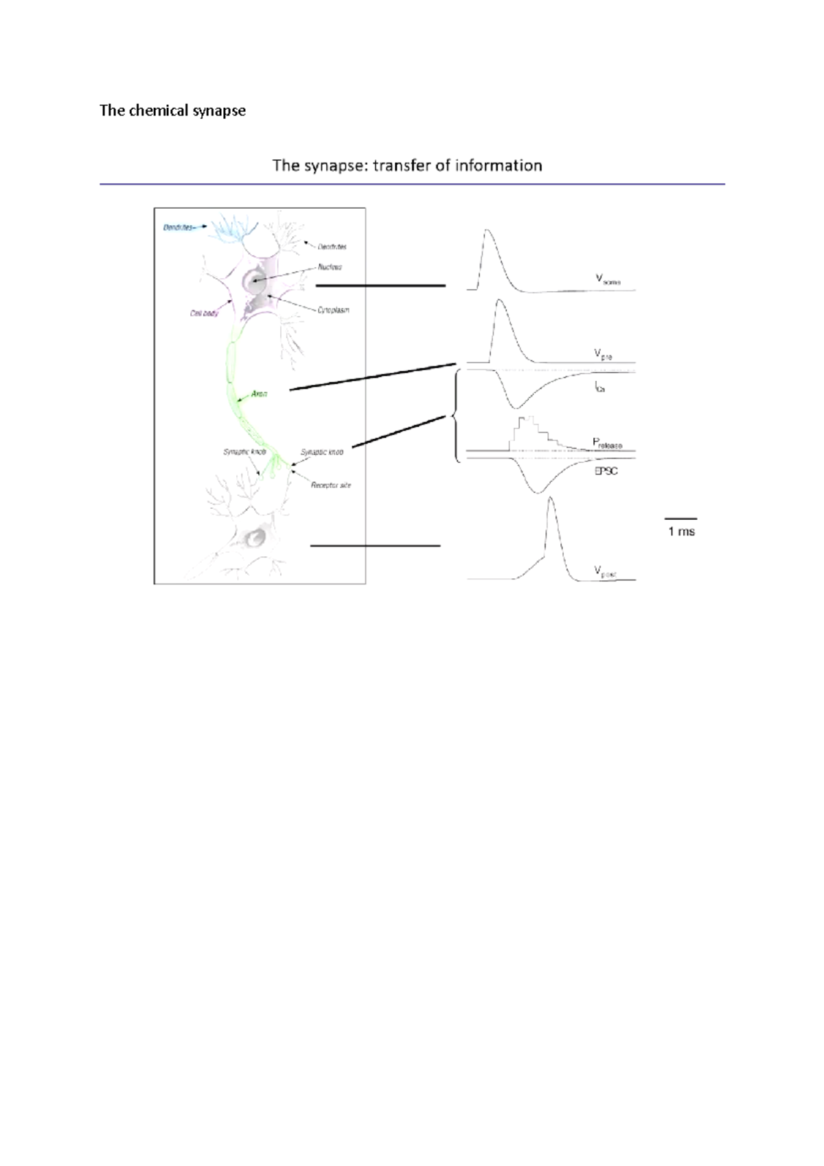 Presynaptic terminal - The chemical synapse Classical exp where they ...