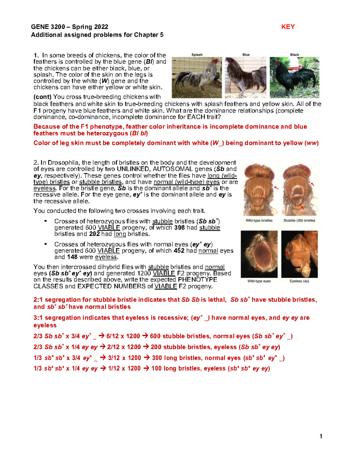 Chapter 5 Additional Problems KEY - Additional assigned problems for Chapter 5 In some breeds of ...