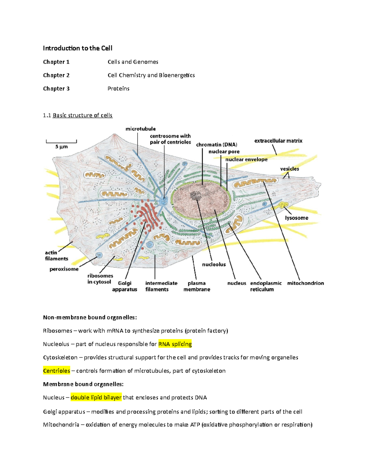 Introduction to the Cel - the basic structure of a cell - Introduction ...