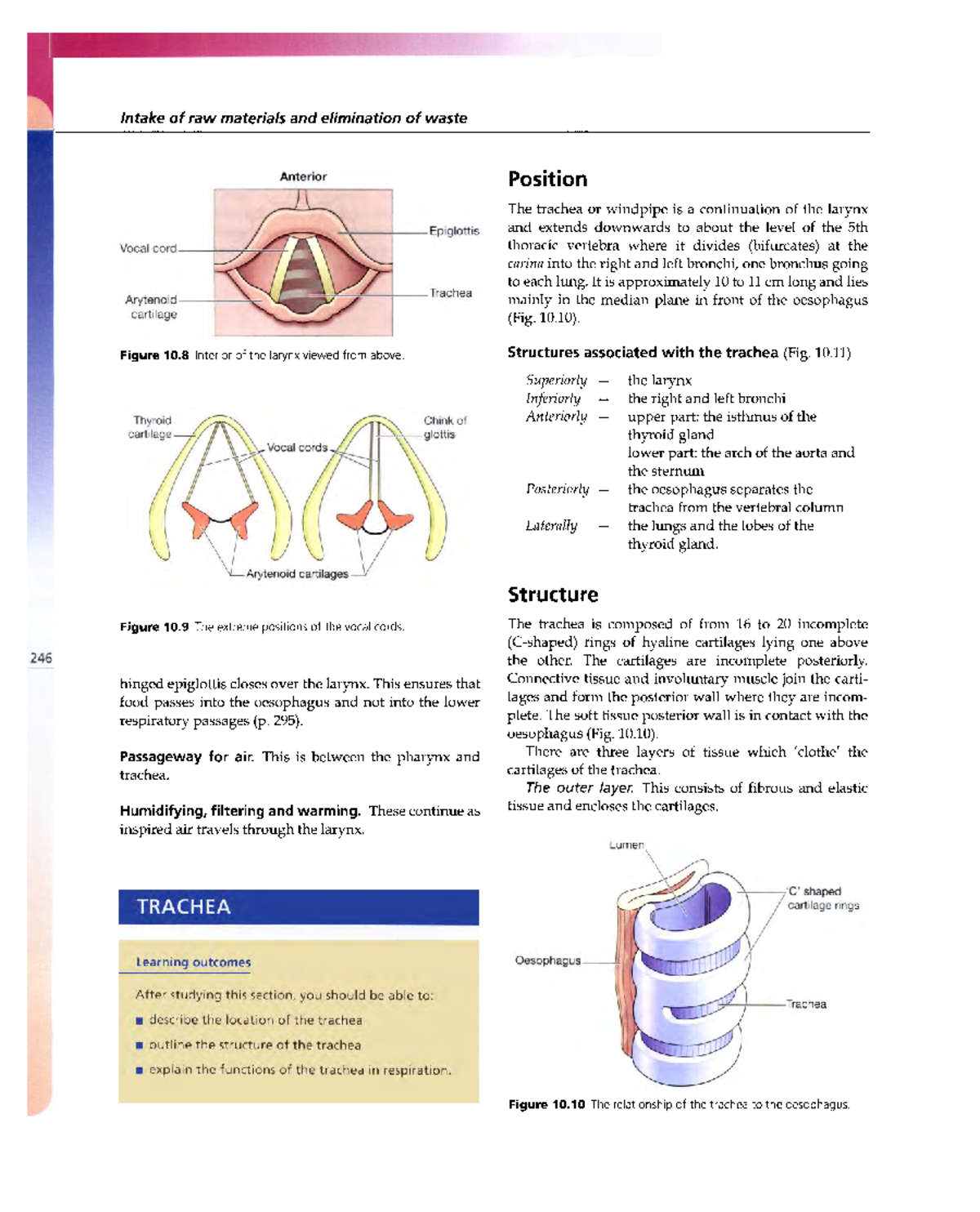 Human-Anatomy and Physiology 84 - Intake of raw materials and ...