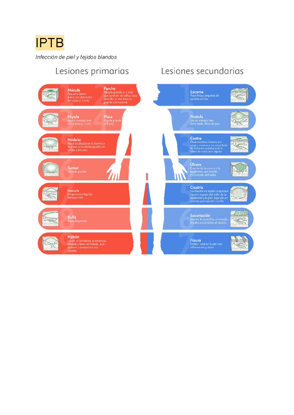 IPTB - Infecciones en piel y tejidos blandos - IPTB Infección de piel y ...