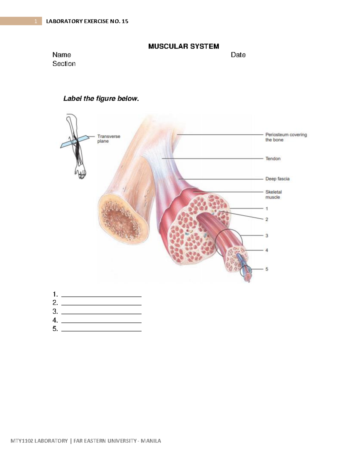 Week 6A - Laboratory Exercise - Biology - MUSCULAR SYSTEM Name Date ...