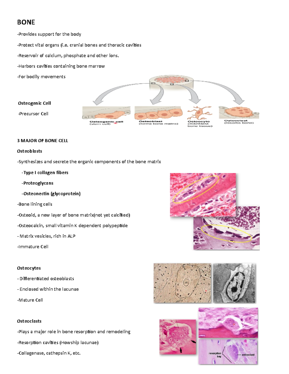 BONE-TYPES OF BONE AND ORGANIZATION histology lecture 1 - Medical ...