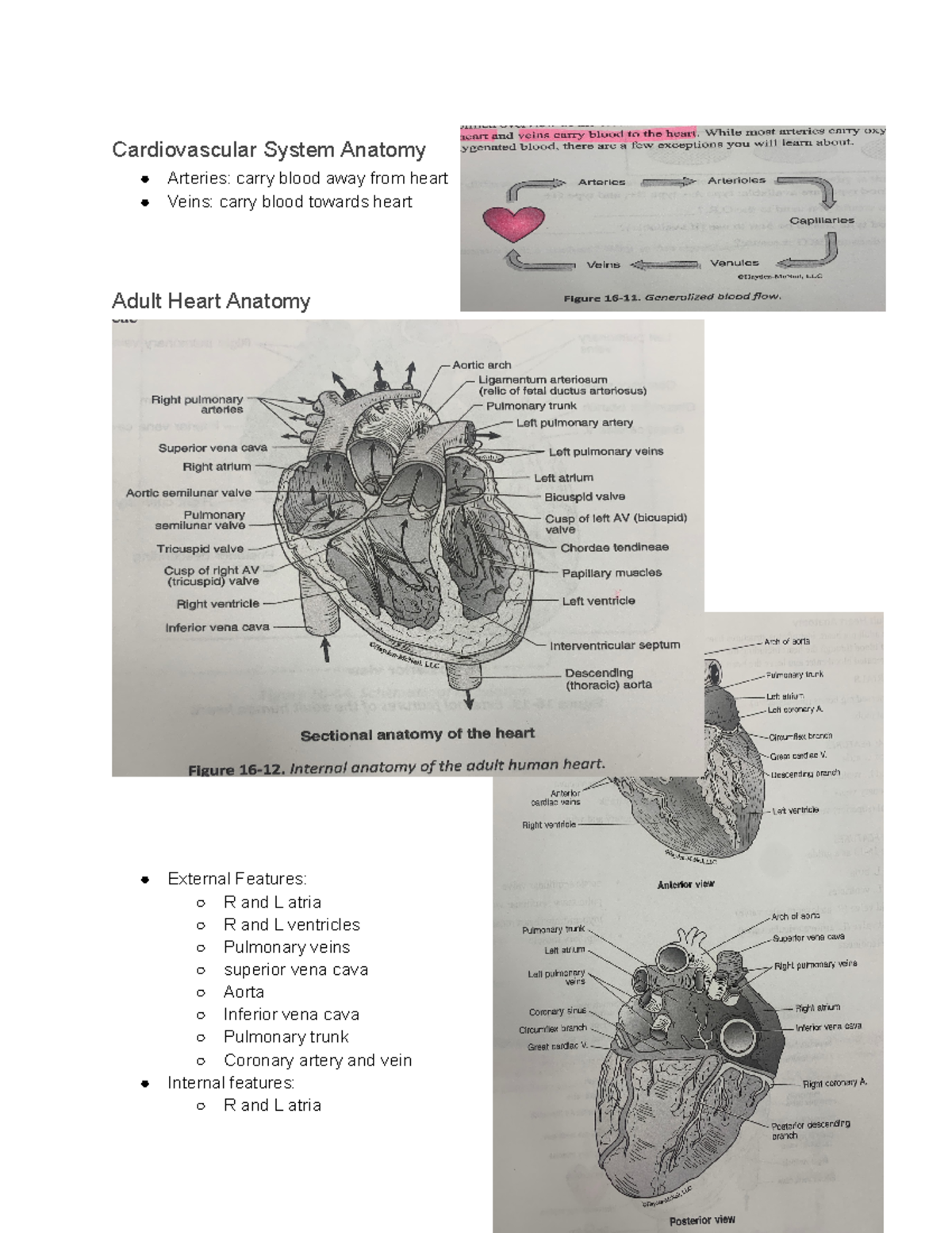Bio lab 11 17 study guide 3 - Cardiovascular System Anatomy Arteries ...