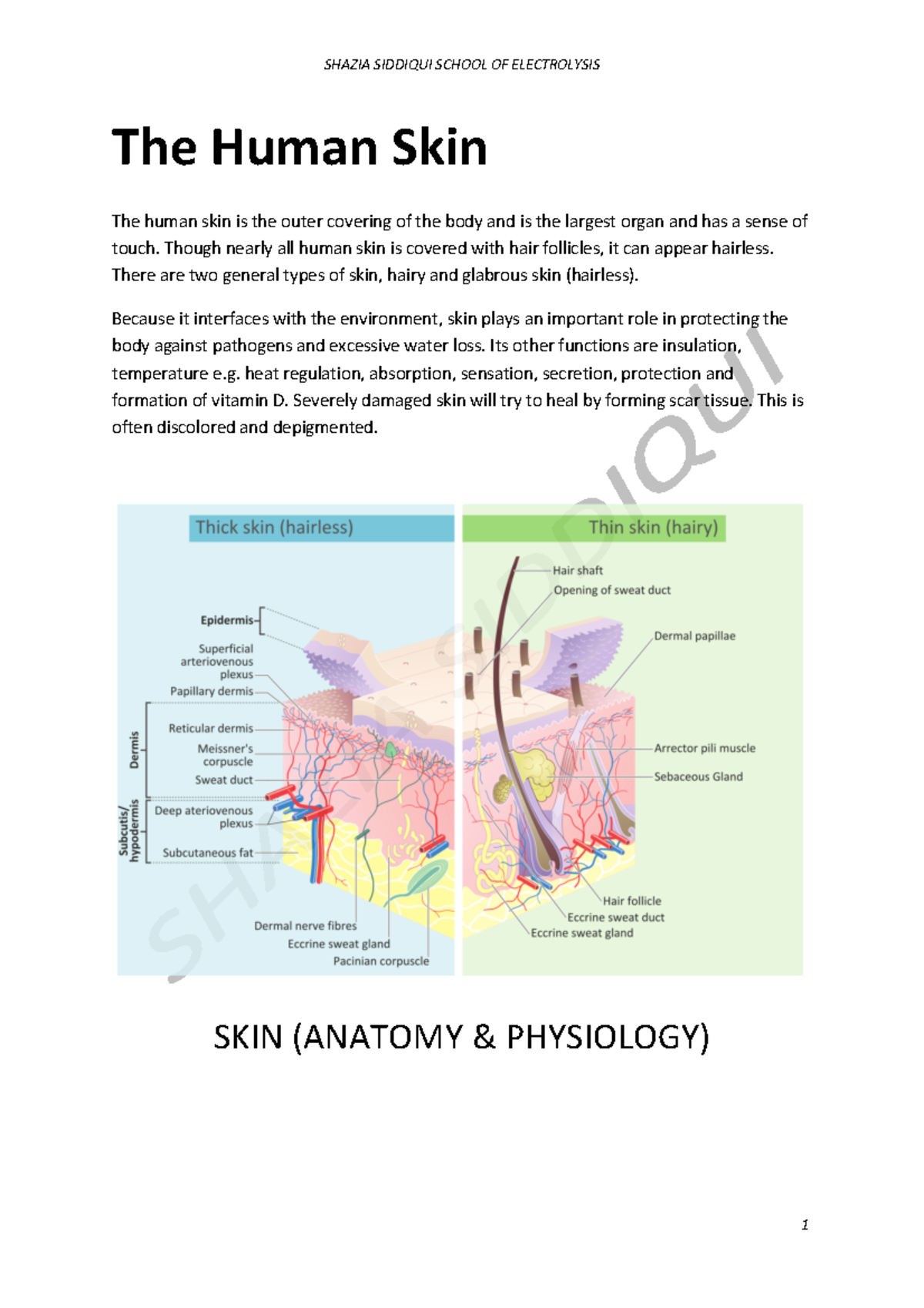 Skin Chapter 1 - assignment of bba - SHAZIA SIDDIQUI SCHOOL OF ...