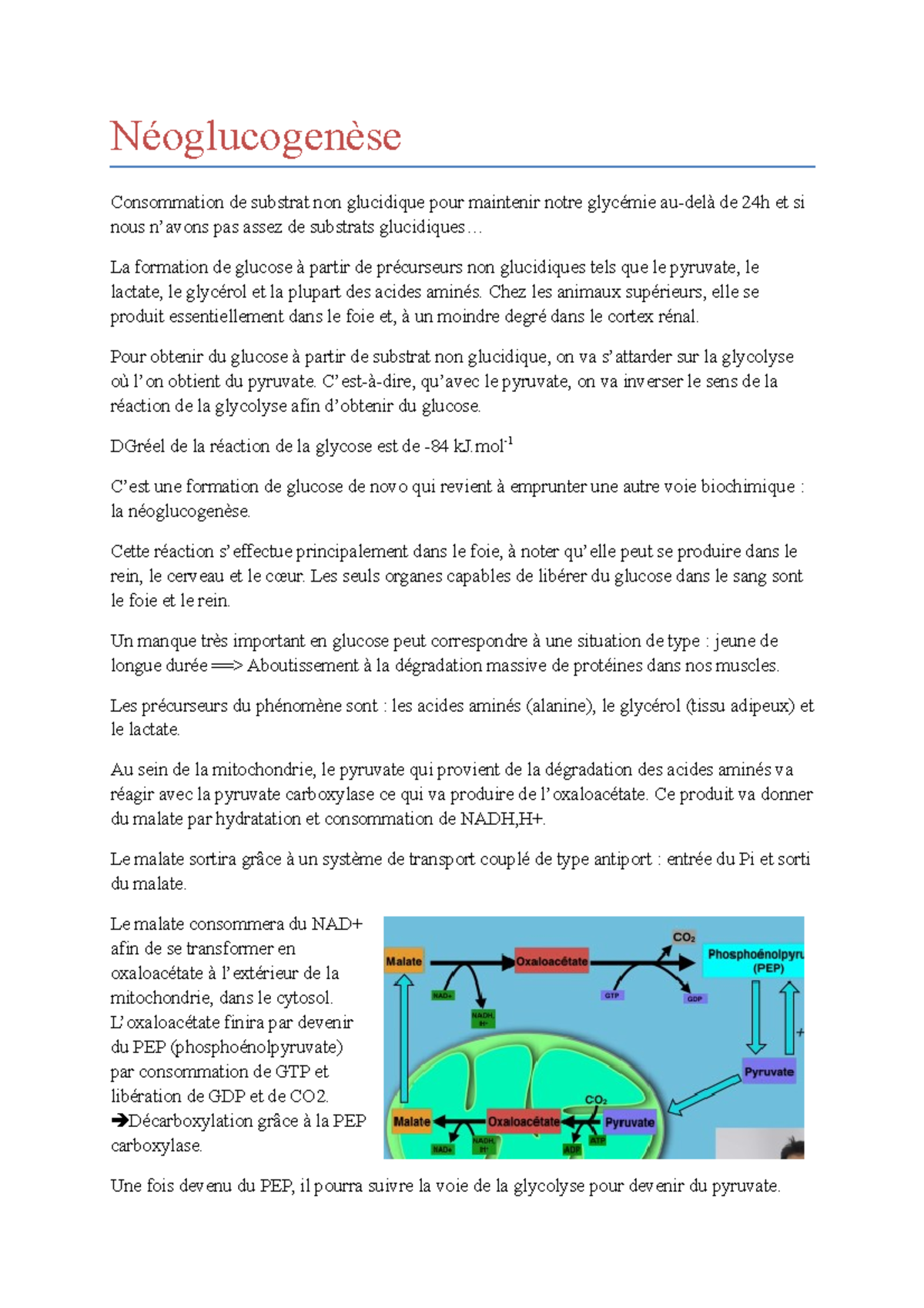Métabolismeb- néoglucogénèse - Néoglucogenèse Consommation de substrat ...