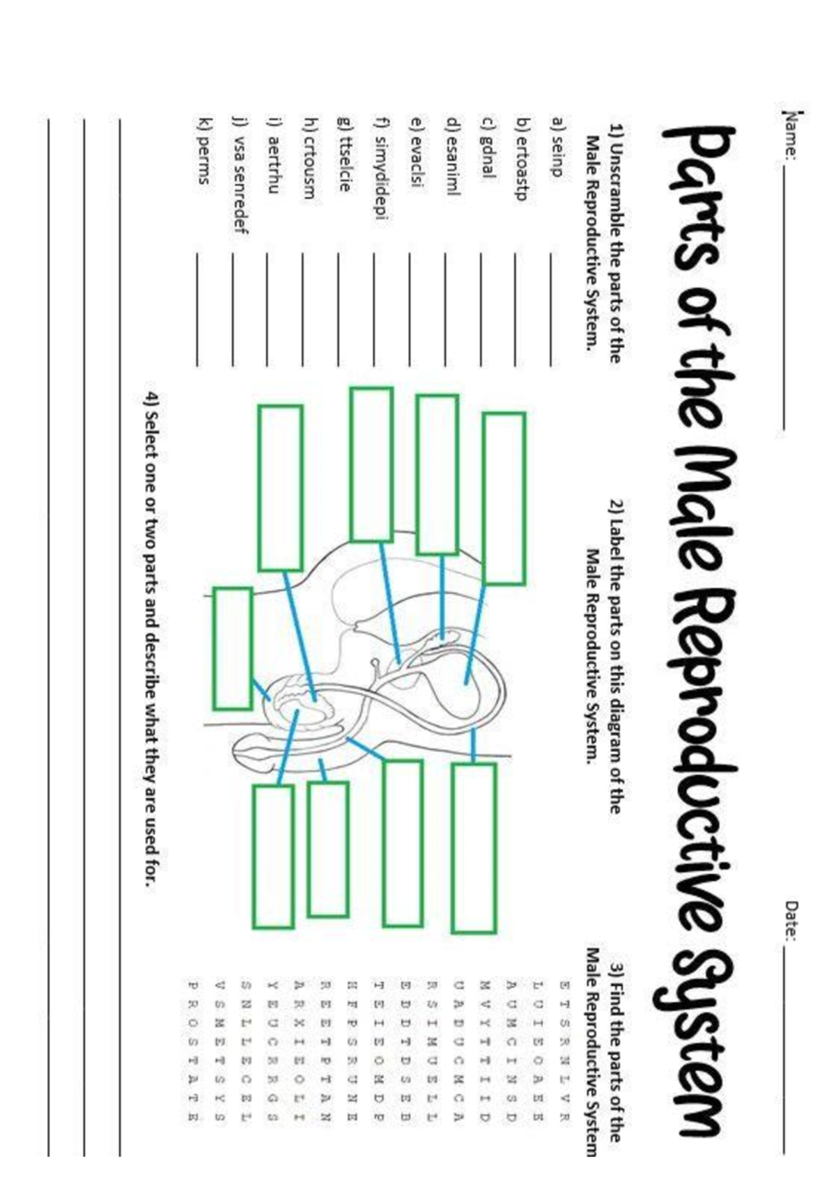 Male Reproductive Activity - General Education - Studocu