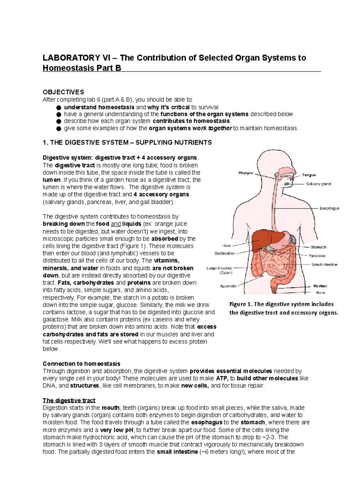 Lab 7 organ systems a - this is the 7th lab with answers. - LABORATORY ...