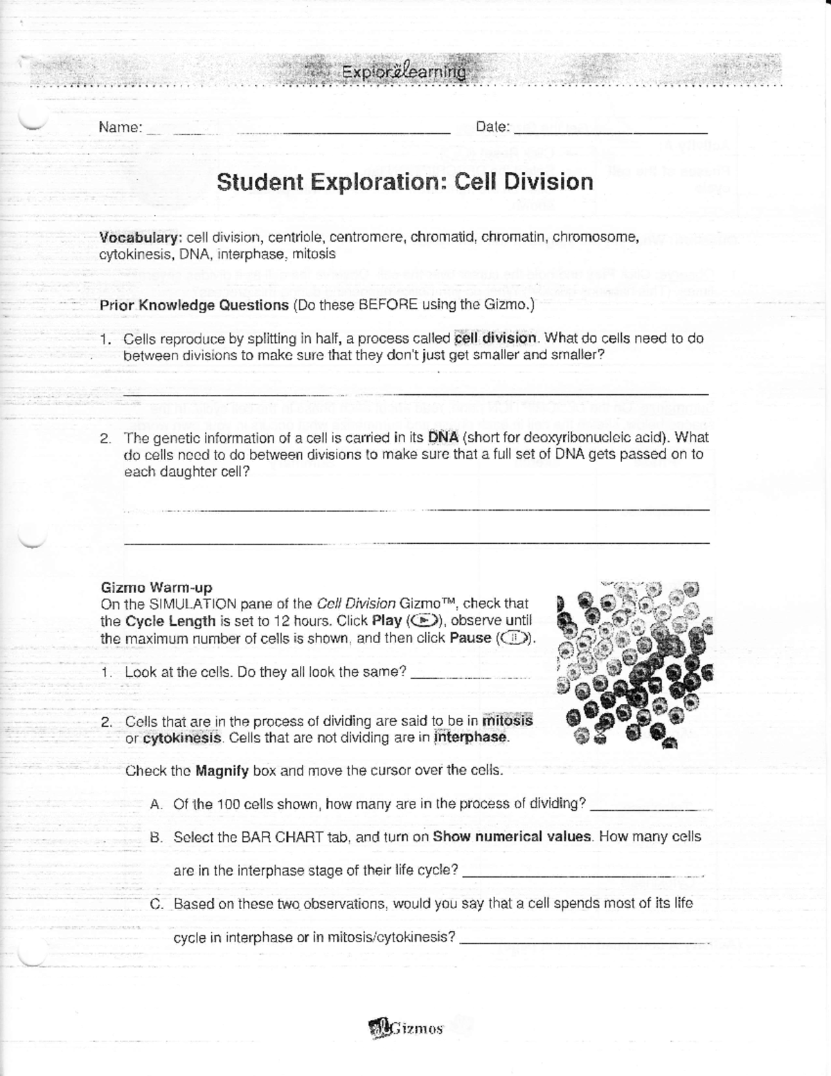 Gizmo-Mitosis - yhe - Name: Date: Student Exploration: Cell Division ...