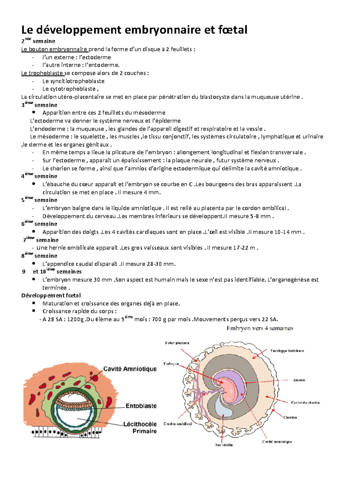 Le développement embryonnaire et fœtal - Le développement embryonnaire ...