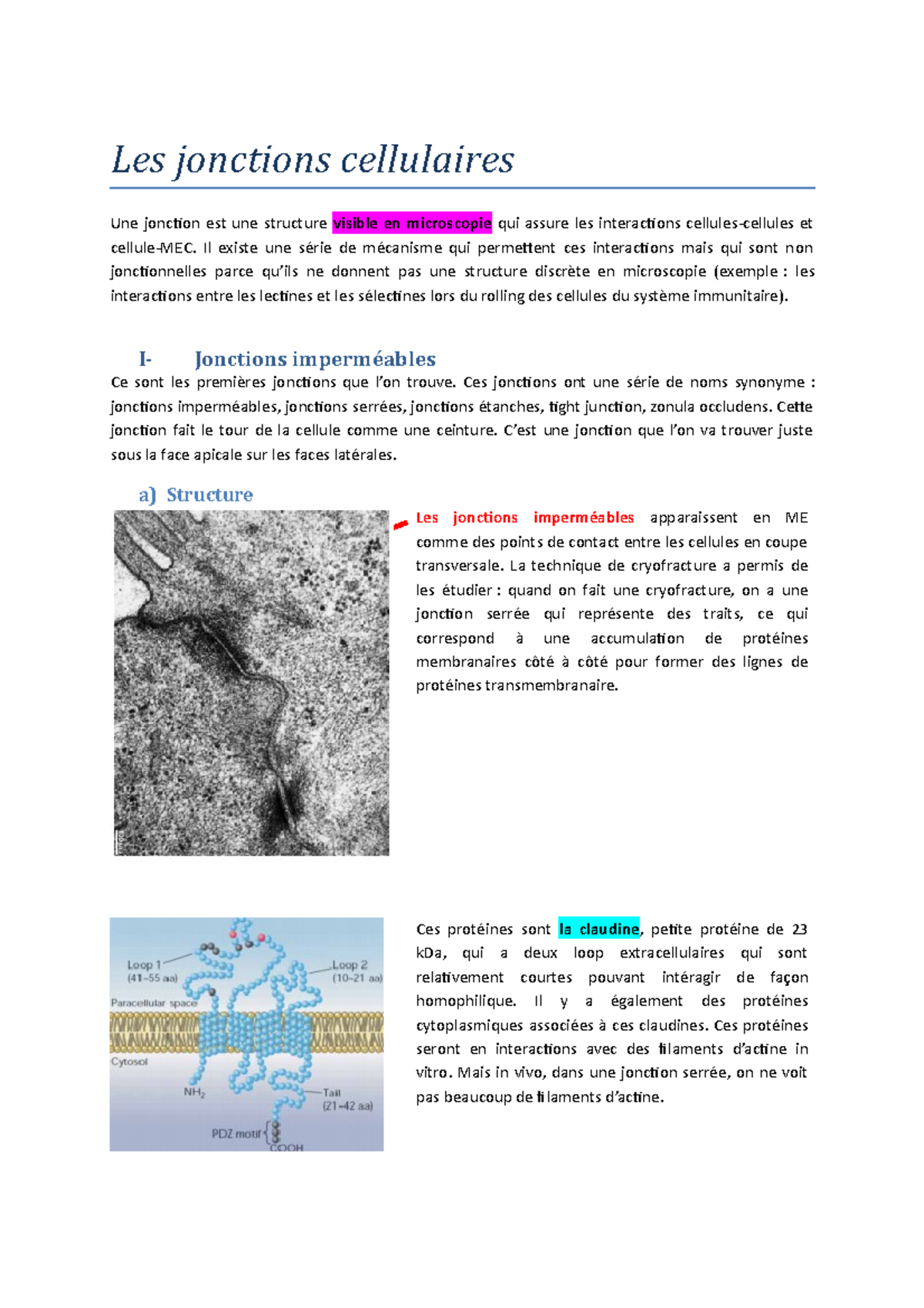 Les jonctions cellulaires - Il existe une série de mécanisme qui ...