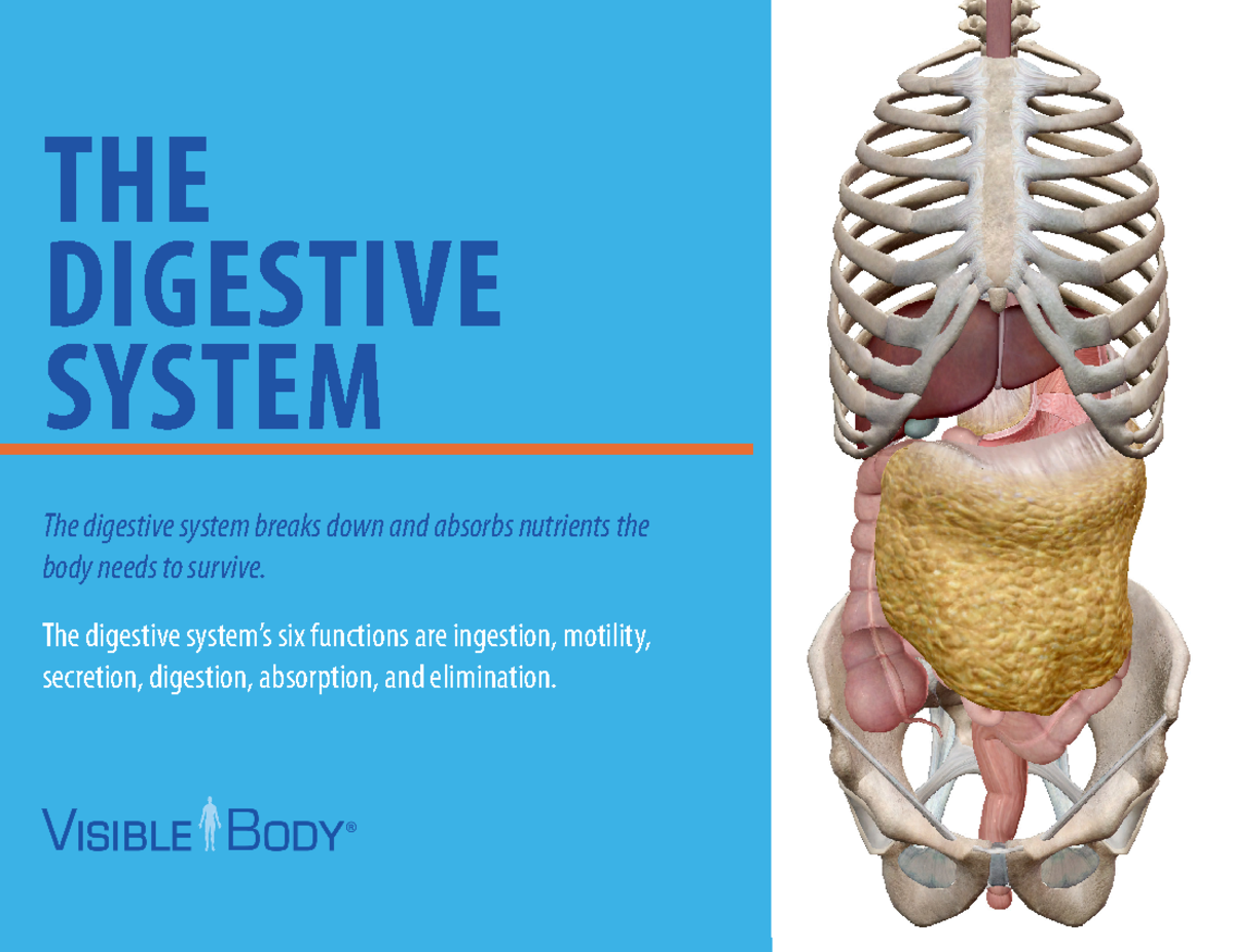 Visible Body Digestive System - THE DIGESTIVE SYSTEM The digestive ...