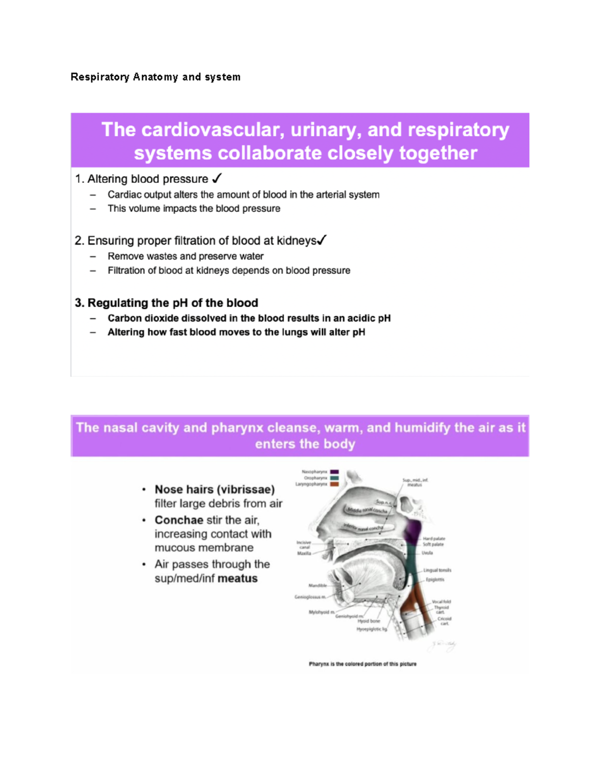 Bio Exam 3 Respitory System - Respiratory Anatomy and system Regulate ...