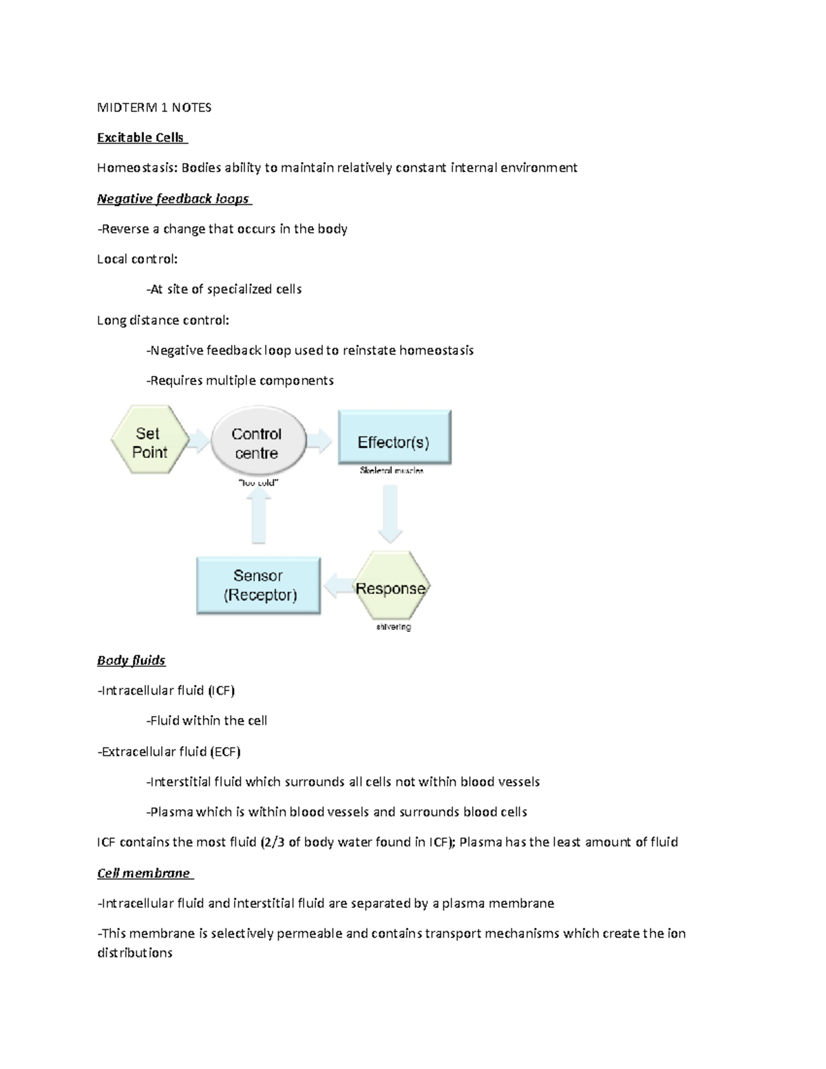 Physiol 1021 Midterm 1 Excitatory cells study notes - MIDTERM 1 NOTES ...