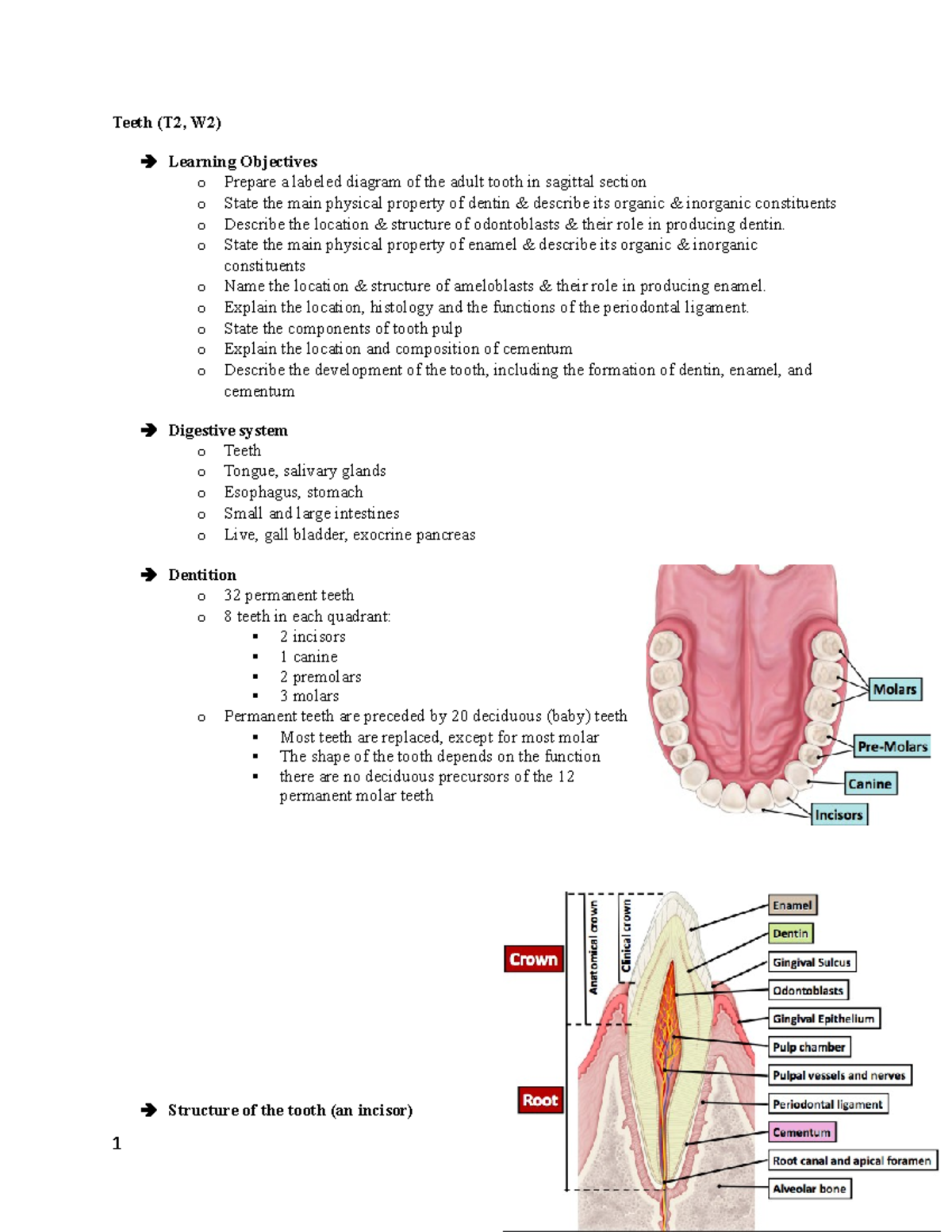 (5) Teeth (T2,W2) - histology notes - Teeth (T2, W2) Learning ...
