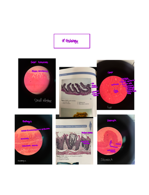 Lab 2 - Complete summary of lab 2 with extra study materials from the ...