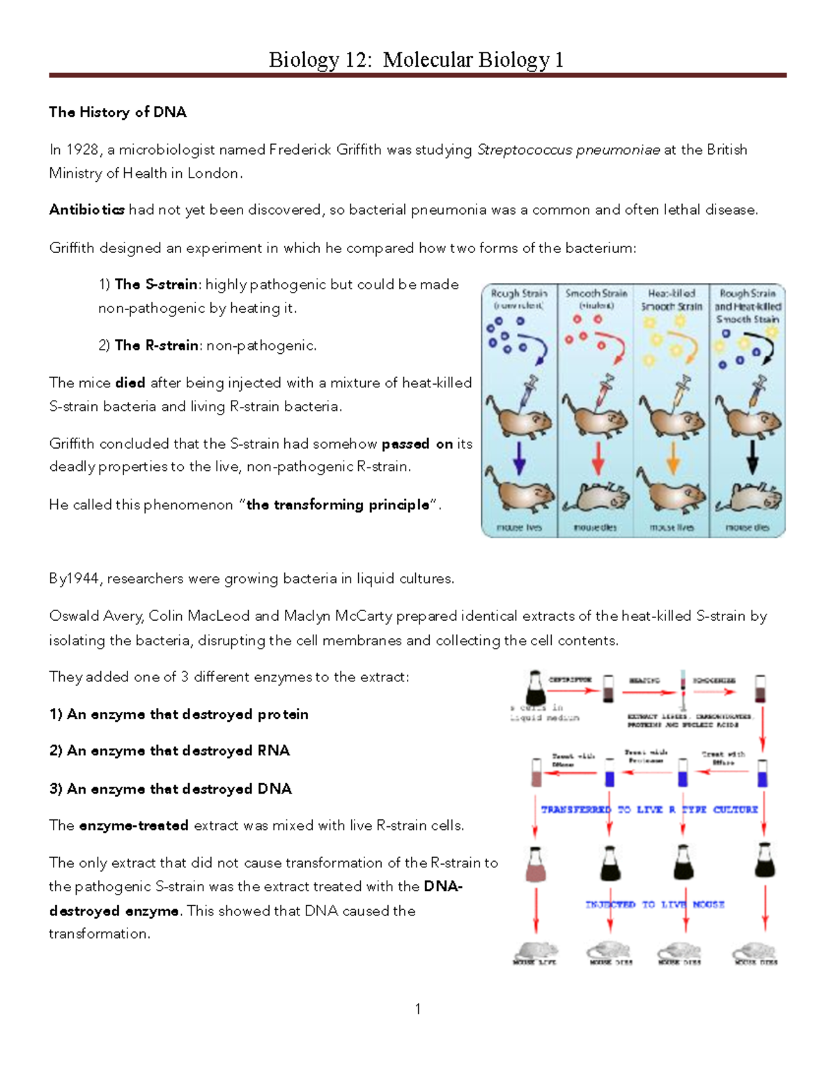 Molecular Genetics Lesson 1 - Biology 12: Molecular Biology 1 The ...