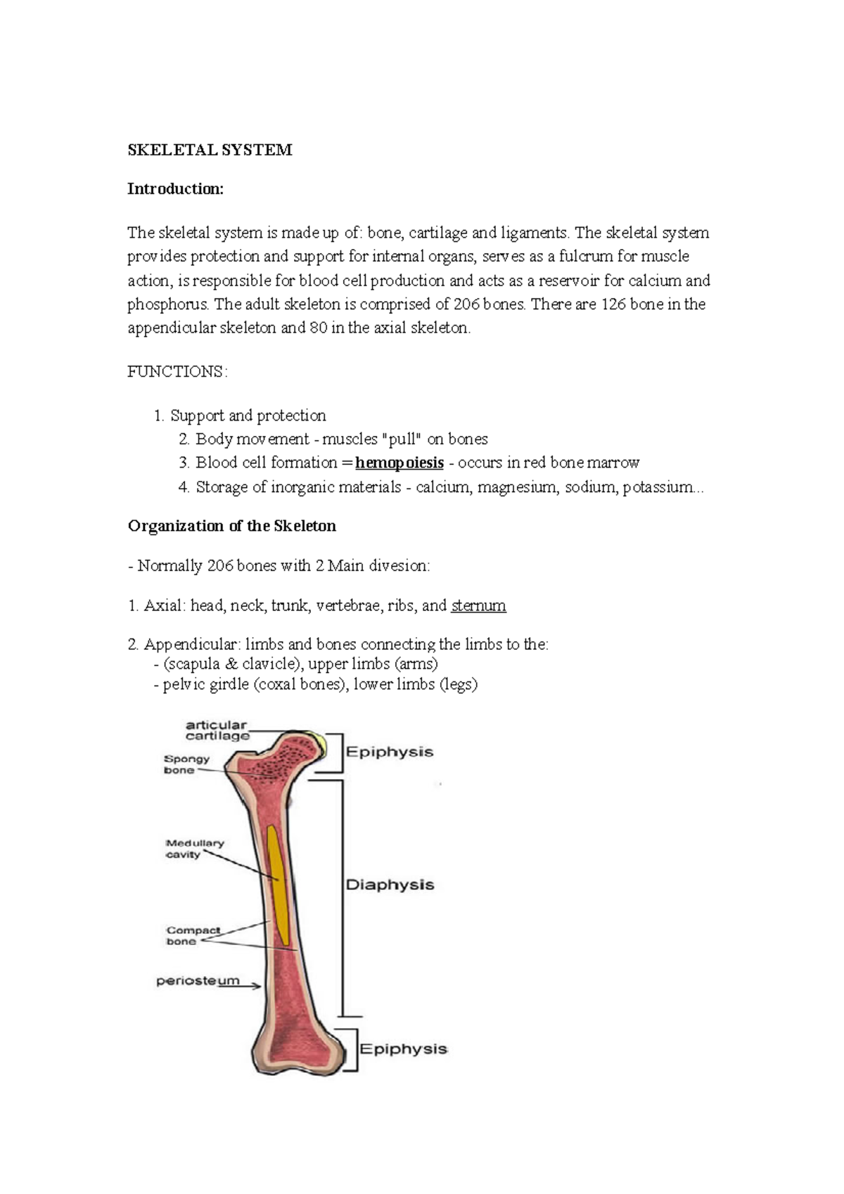 Anaphy skeletal worsheet - SKELETAL SYSTEM Introduction: The skeletal ...