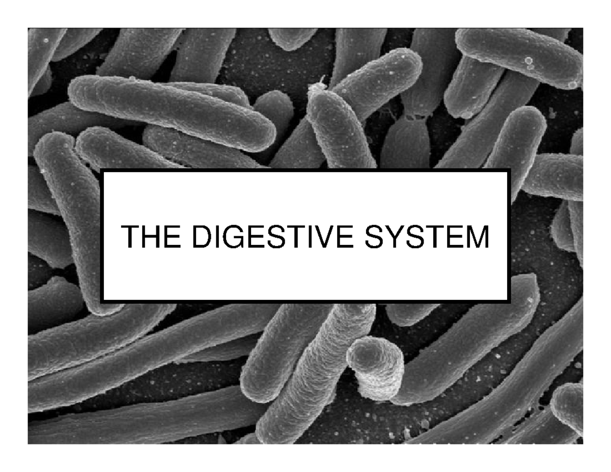 Lecture 3 - Lec 3 - THE DIGESTIVE SYSTEM Different species, different ...