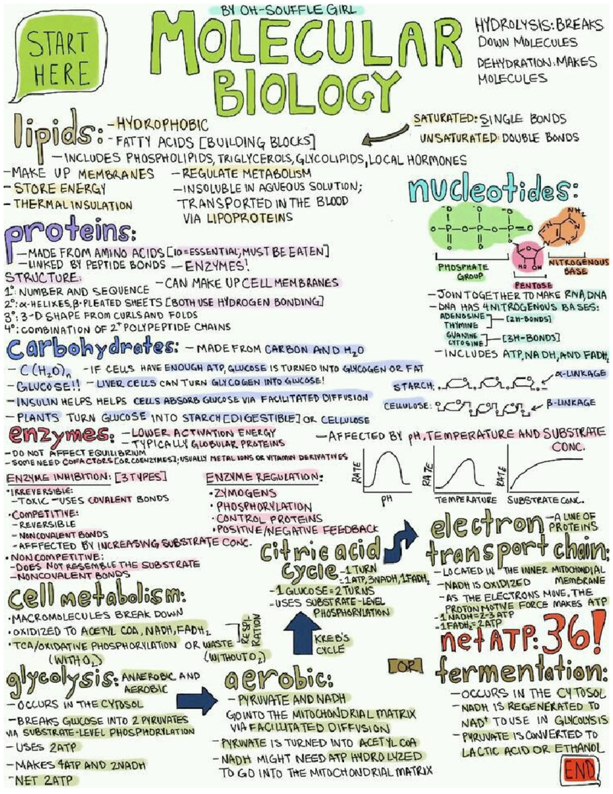 Macromolecules summary - BIOL 103 - Studocu