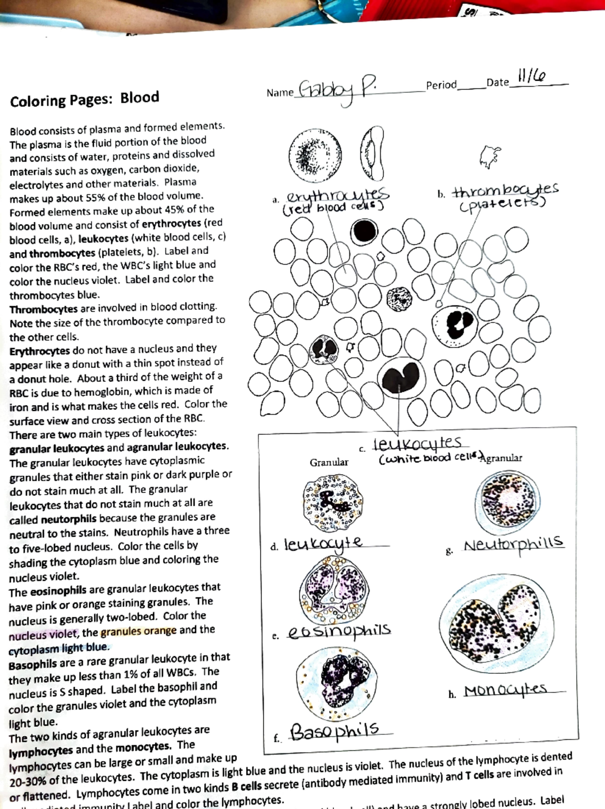 Adobe Scan Nov 07, 2023 - anatomy & physiology worksheet on blood ...