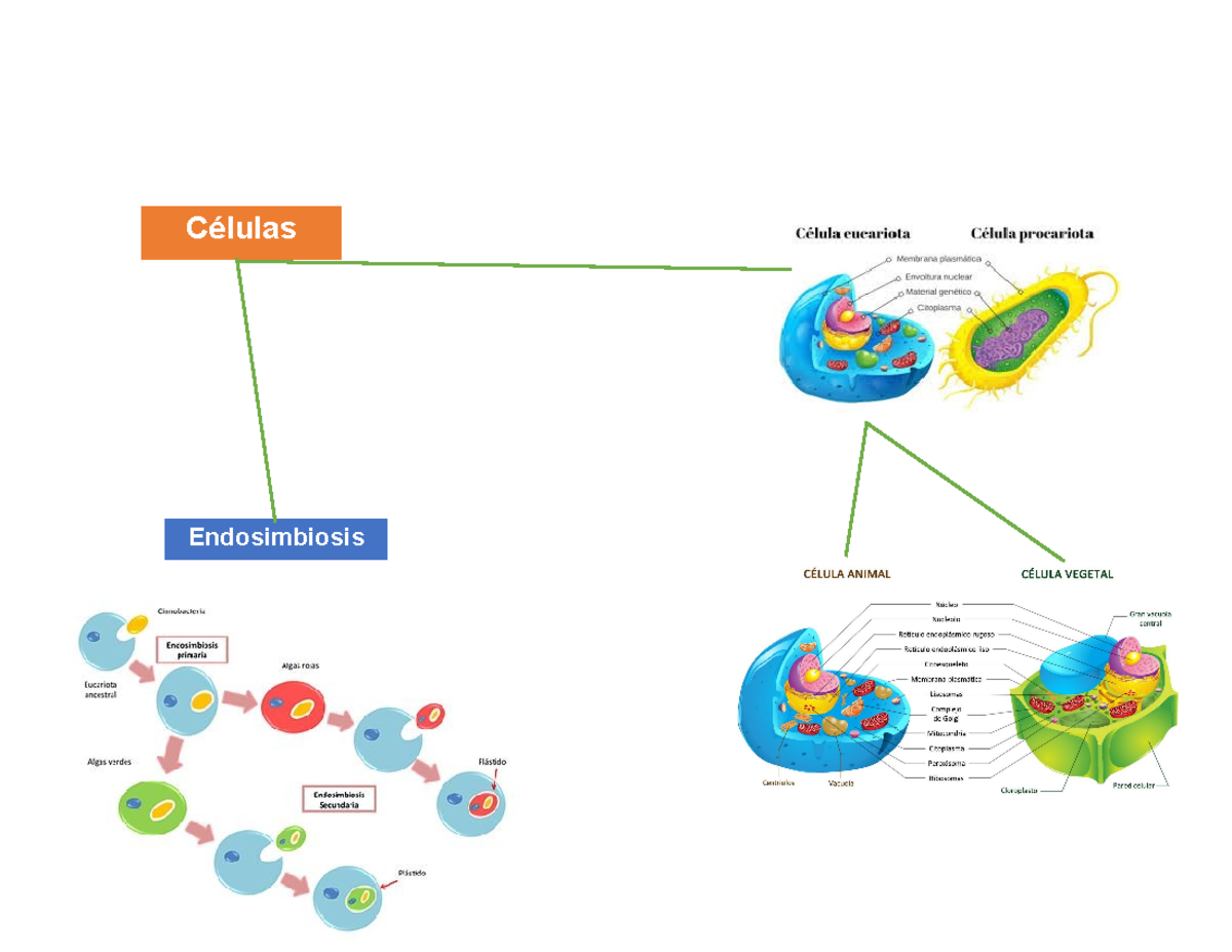 Celulas - Diagrama de las células - Biologia General I - Células Endosimbiosis - Studocu