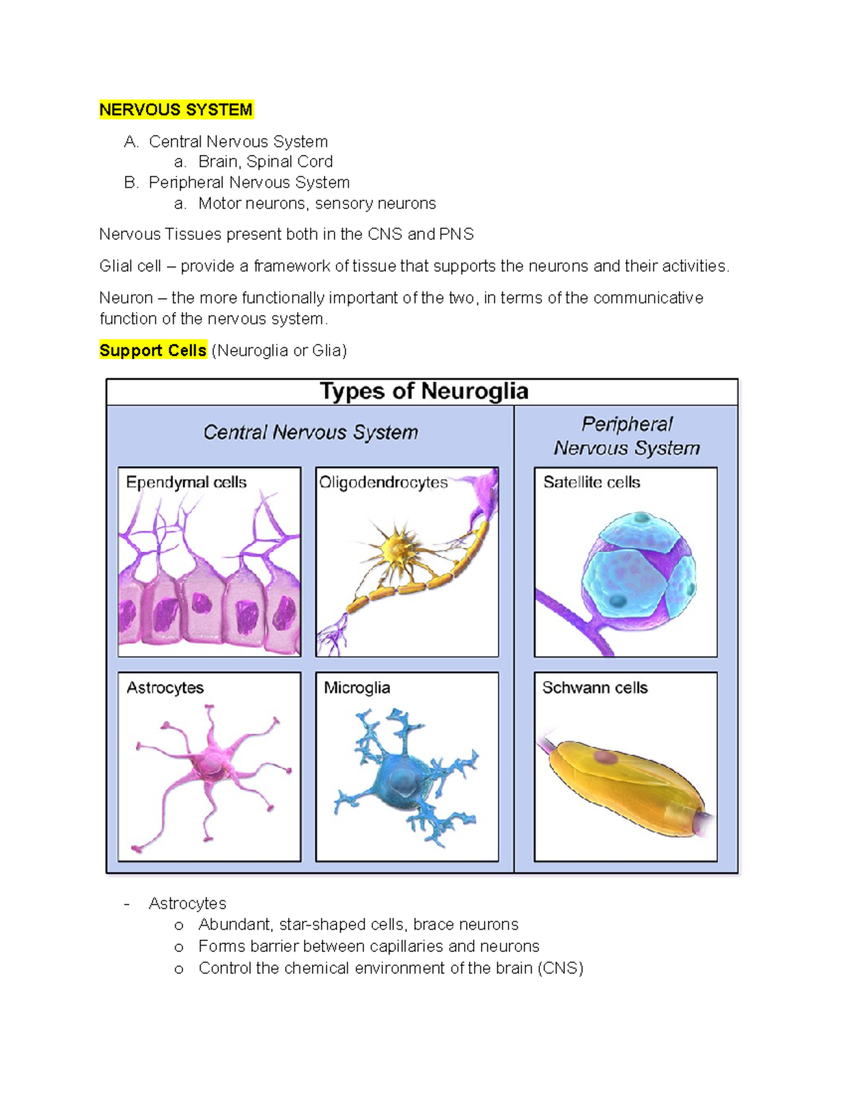 Nervous System Reviewer - NERVOUS SYSTEM A. Central Nervous System a ...