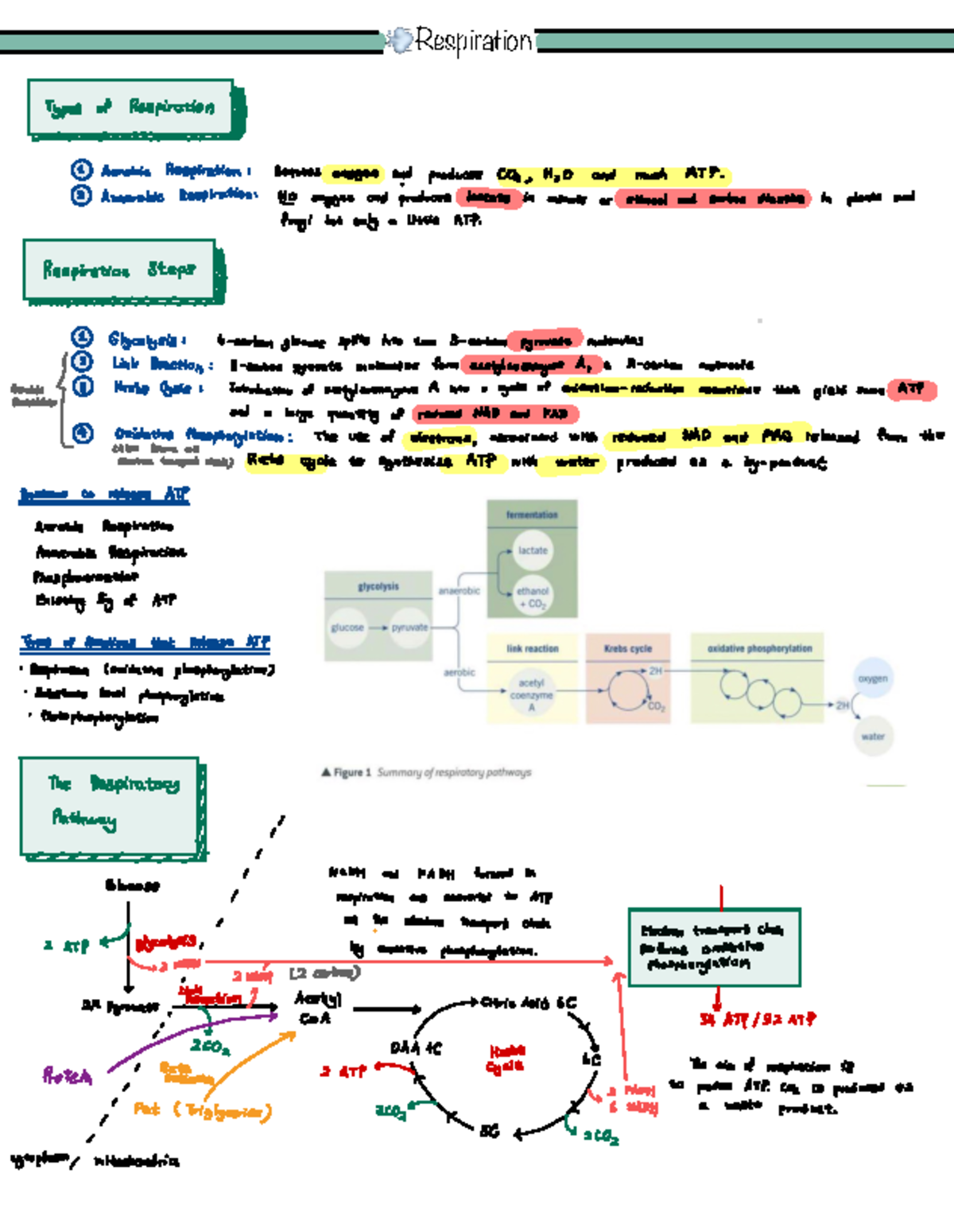 Respiration - Fact Recall - Respiration Types of Respiration ÷ .÷÷ :# 1 ...