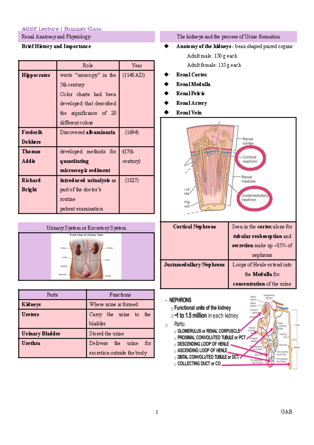 Renal-Anatomy - Summary BS Psychology - GAB Renal Anatomy and ...