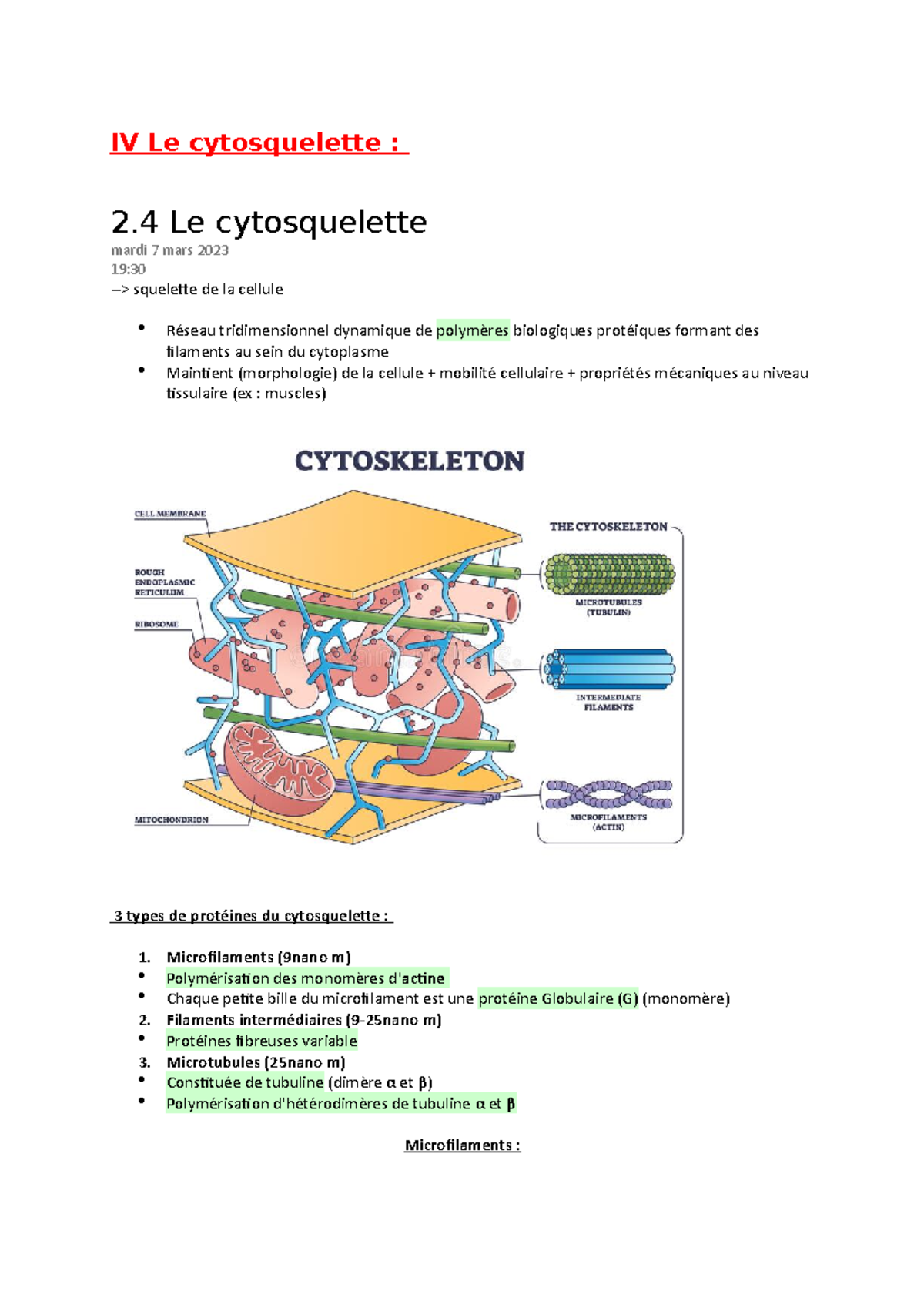 Le cytosquelette - La cytochalasine : disparition des filaments d ...
