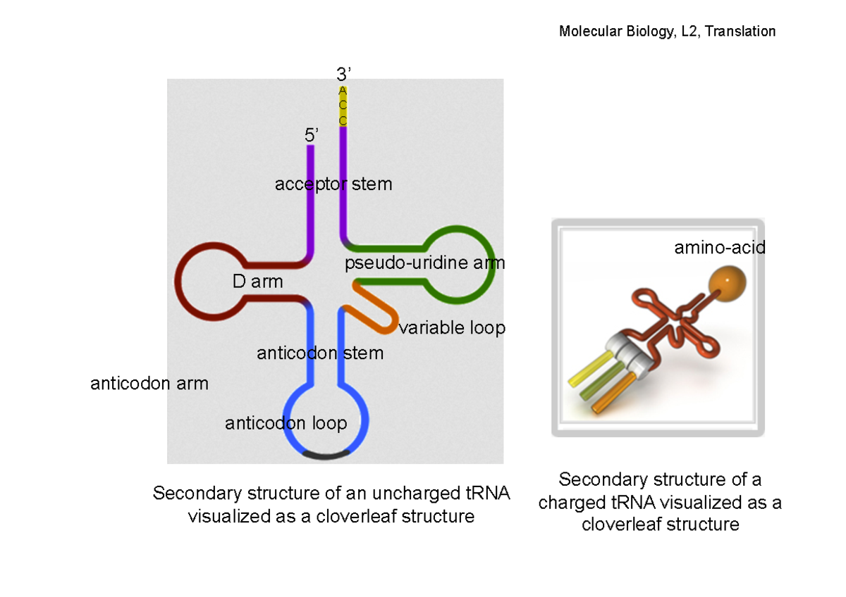 Translation students biologie - Secondary structure of an uncharged ...