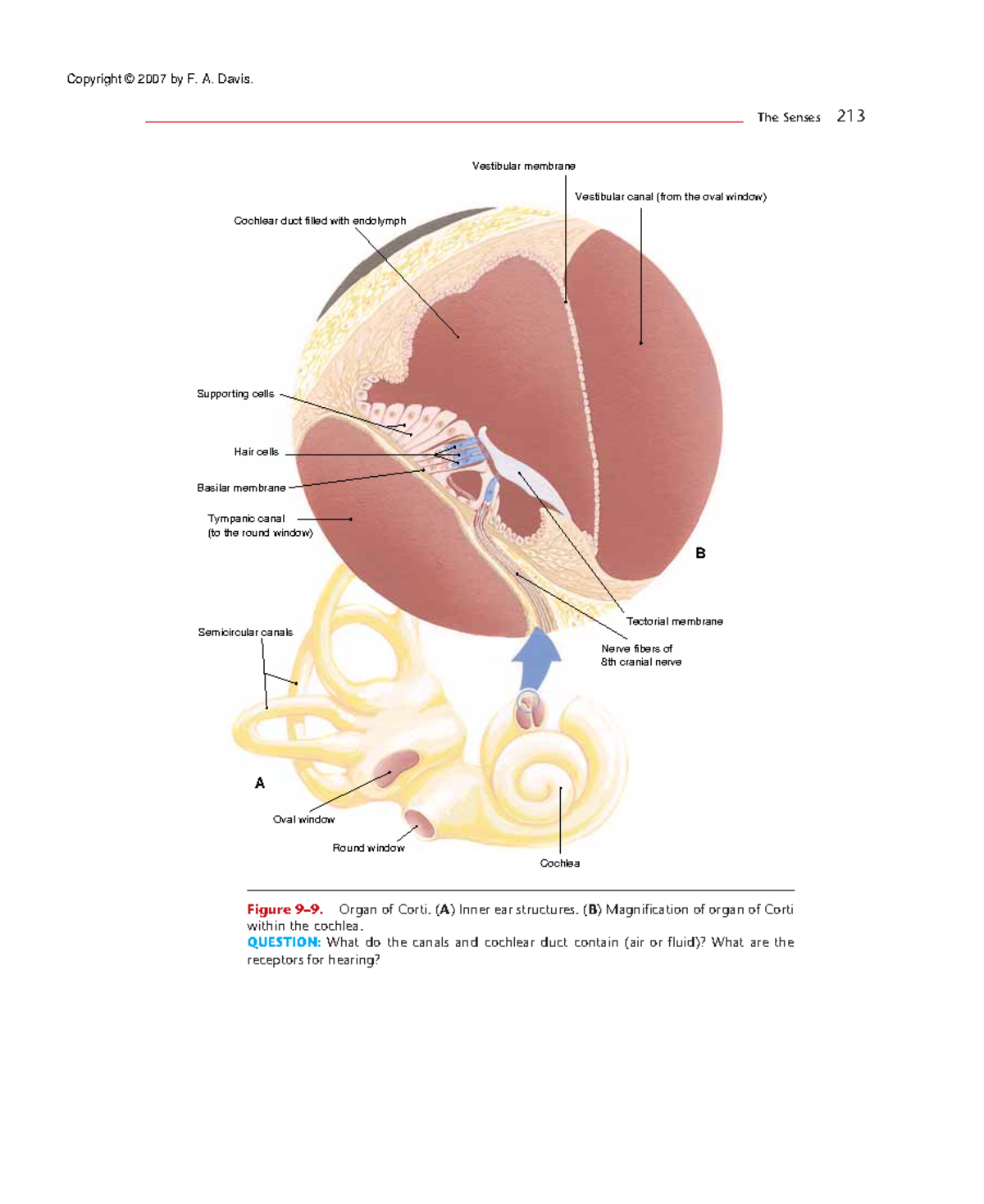 Anatomy and Physiology (24) - The Senses 213 Cochlear duct filled with ...