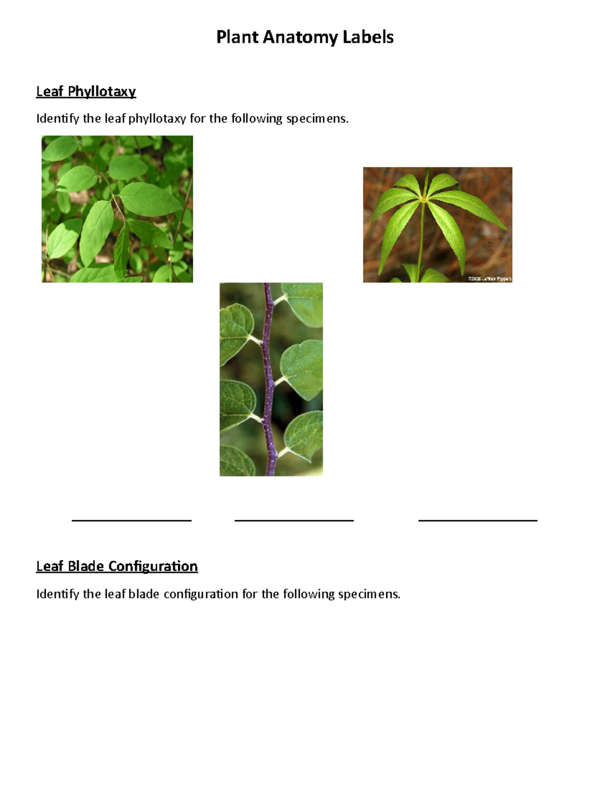 Labeling Sheet Plant Anatomy Labels - Plant Anatomy Labels Leaf ...