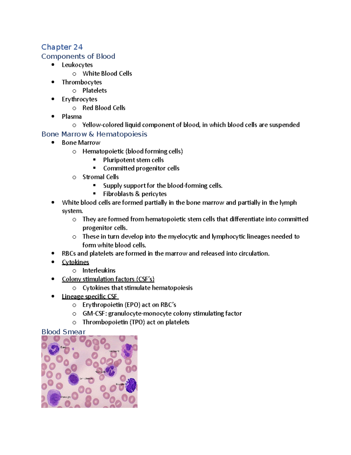 Ch 24 study guide - Chapter 24 Components of Blood Leukocytes o White ...