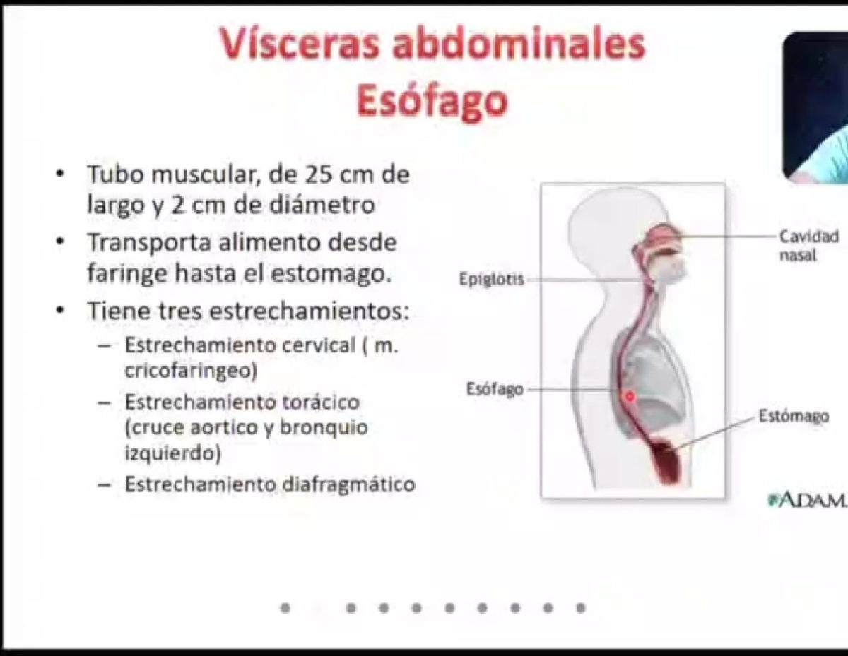 Anatomía - Esófago - Anatomía humana - Studocu