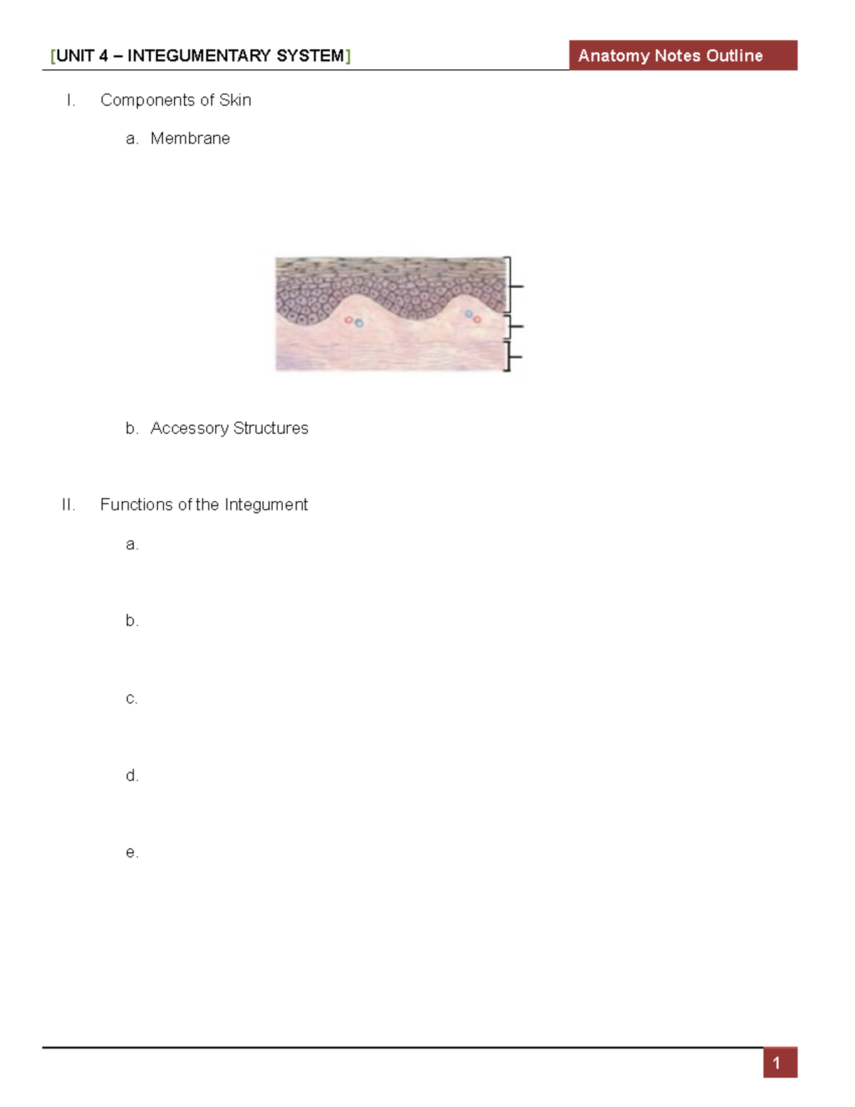 Integumentary System Blank Study Guide - I. Components of Skin a ...