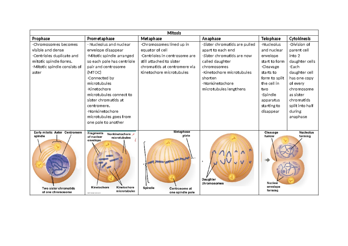 CELS191 Mitosis - Summary Cellular Biology - Mitosis Prophase ...