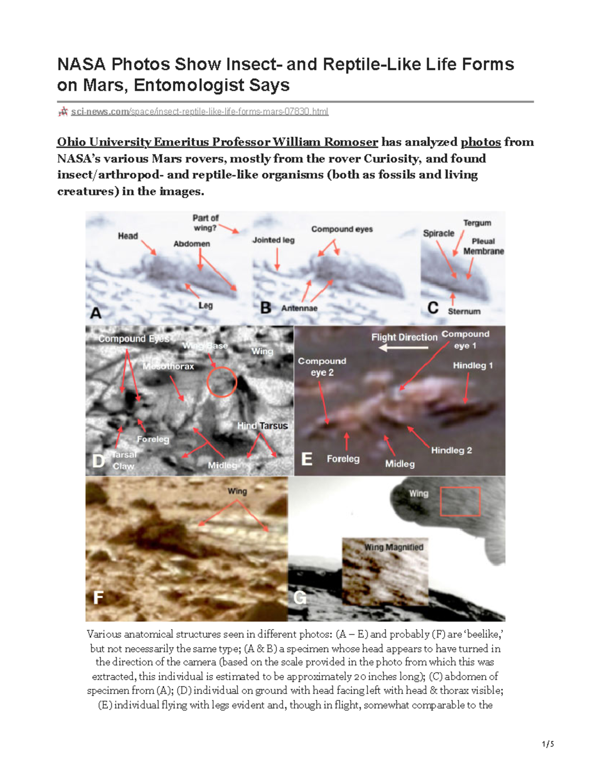 NASA Photos Show Insect- and Reptile-Like Life Forms on Mars ...