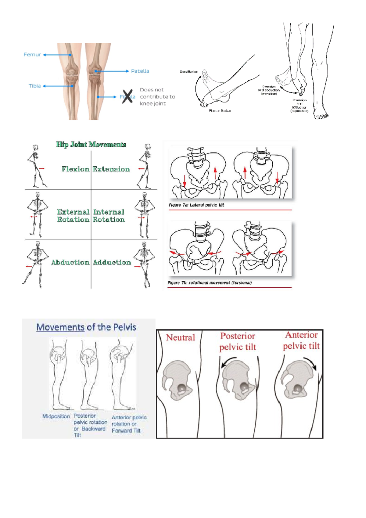 mnemonics for anatomy - Biology - Studocu