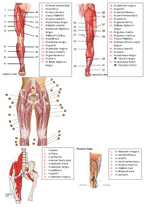 Romp anatomie - Romp (truncus) Bestaat uit: Borst (thorax) Buik ...