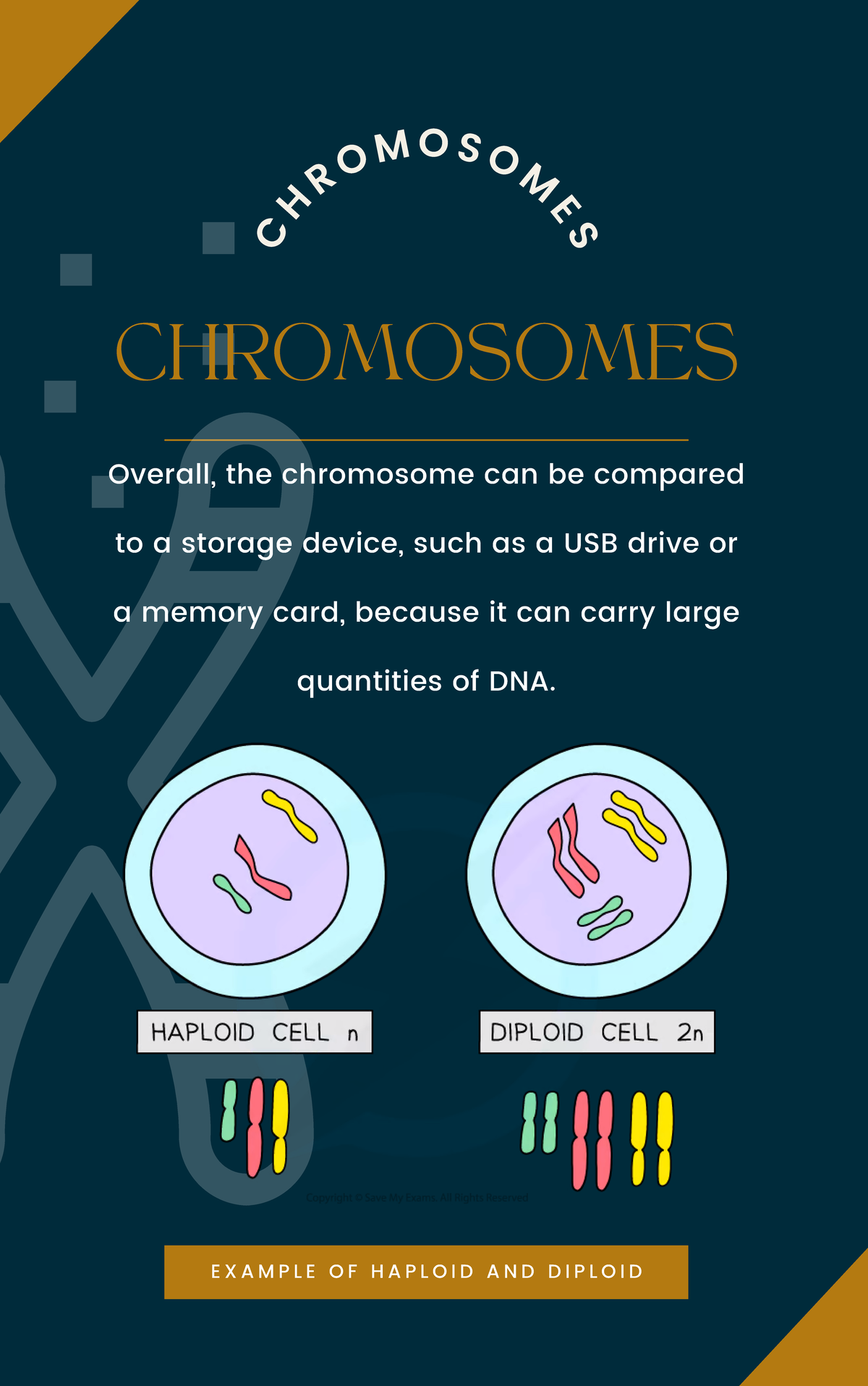 Chromosomes - health assessment - E X A M P L E O F H A P L O I D A N D ...