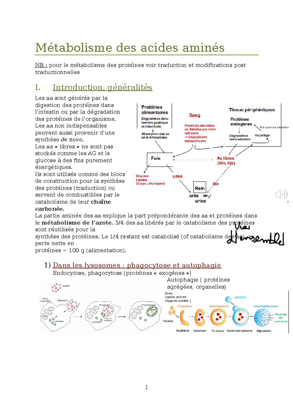 Métabolisme des acides aminés - Métabolisme des acides aminés NB : pour le métabolisme des ...