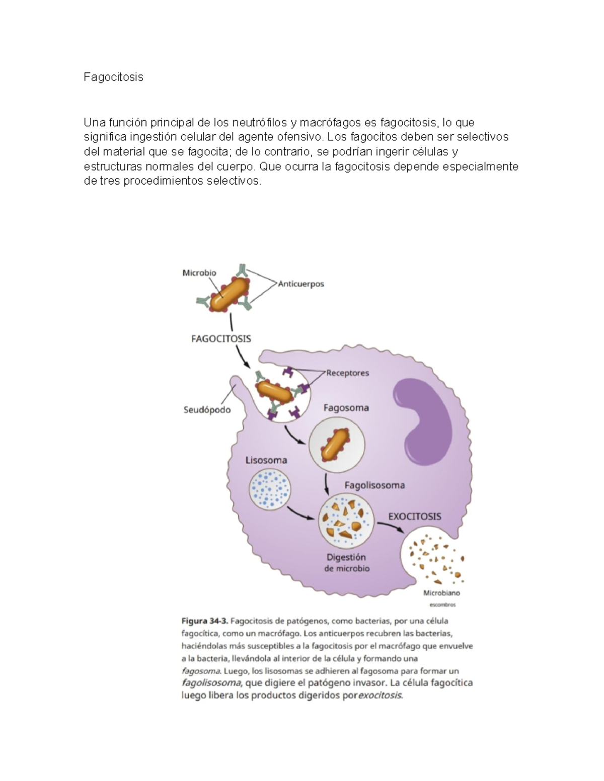 Documento (1) - FAGOCITOSIIS. TIPOS - Fagocitosis Una función principal ...