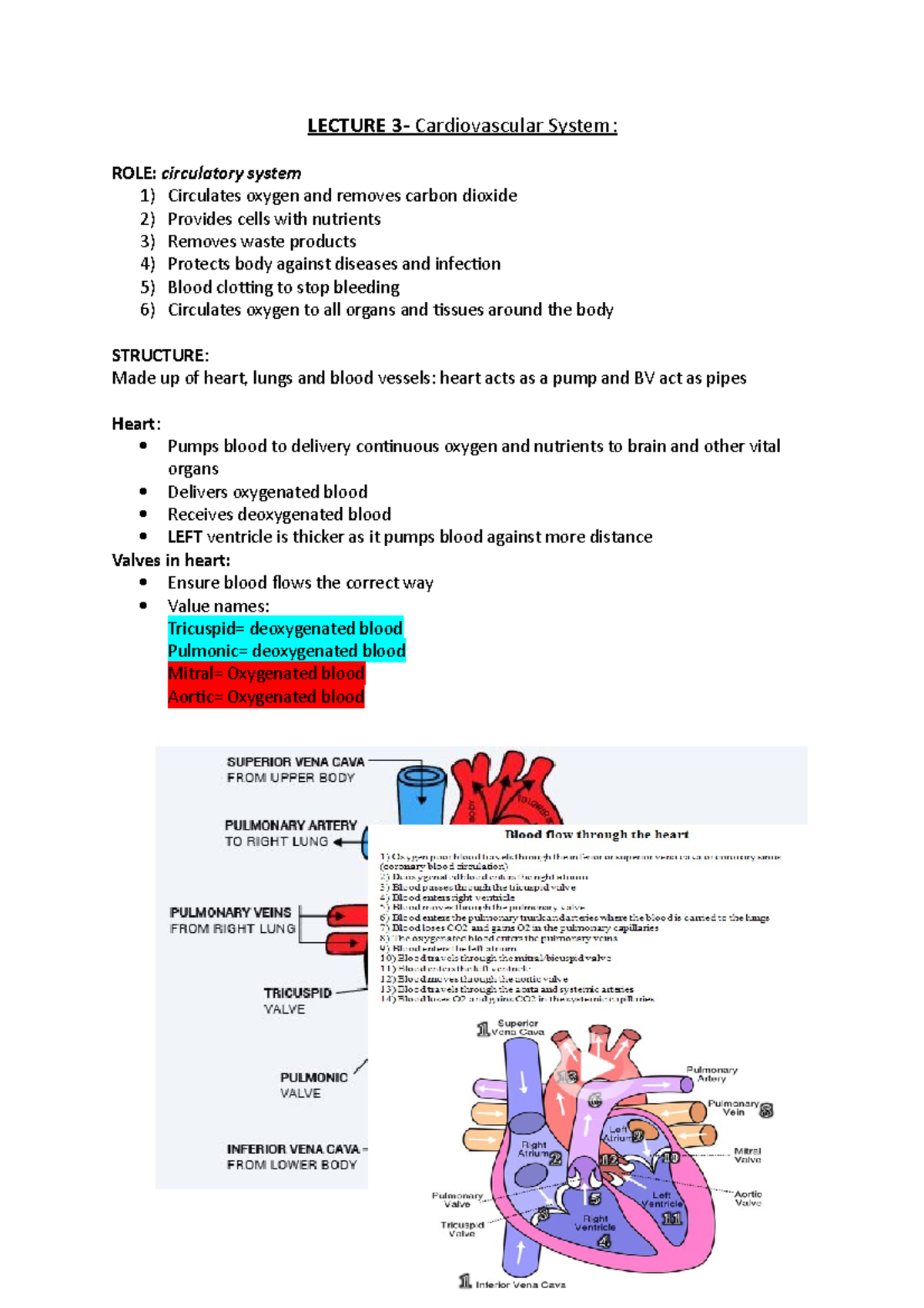 Cardiovascular System sheet - SPS1301 - ECU - Studocu