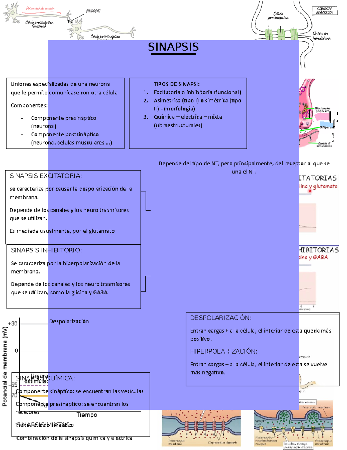 Sinapsis - apuntes - SINAPSIS TIPOS DE SINAPSI: Excitatoria o ...