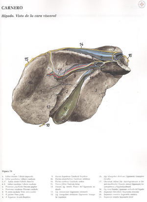 Módulo de Anatomía - libro y apunte de rouviere 11 edicion de anatomia ...