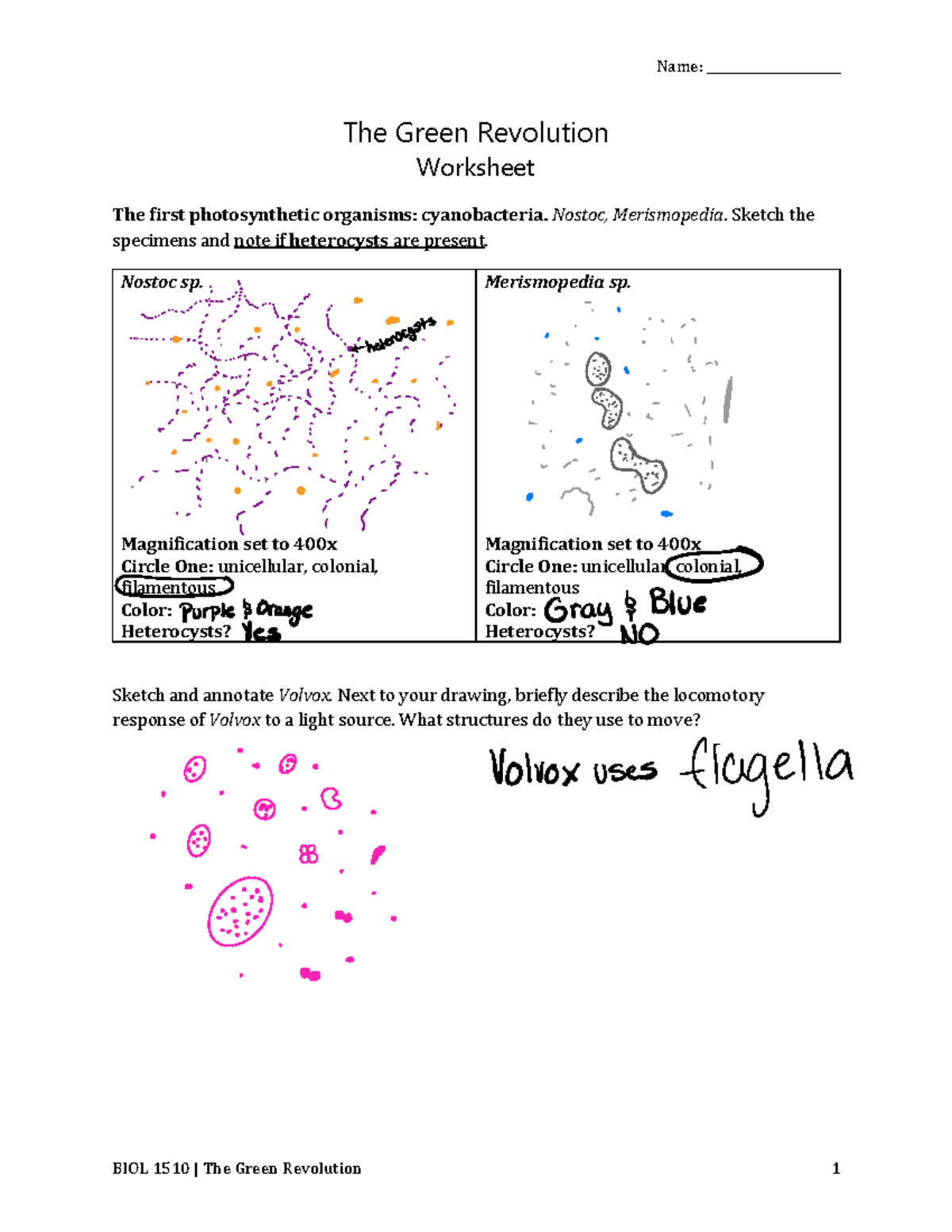 Green Revolution Worksheet - Nostoc, Merismopedia. Sketch the specimens ...