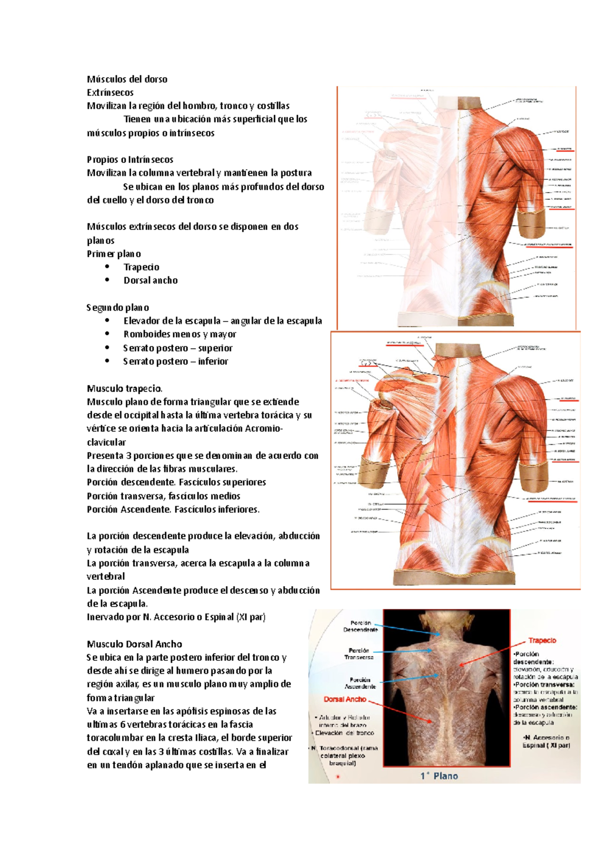 5 Musculos del dorso - Resumen de clase - Músculos del dorso ...