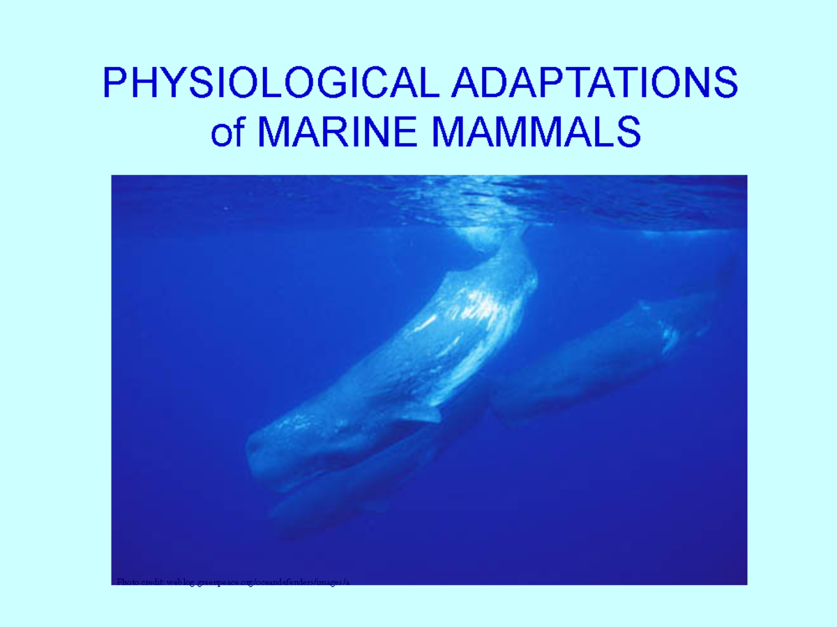 FW 302 Lecture Slide 3 - PHYSIOLOGICAL ADAPTATIONS of MARINE MAMMALS ...