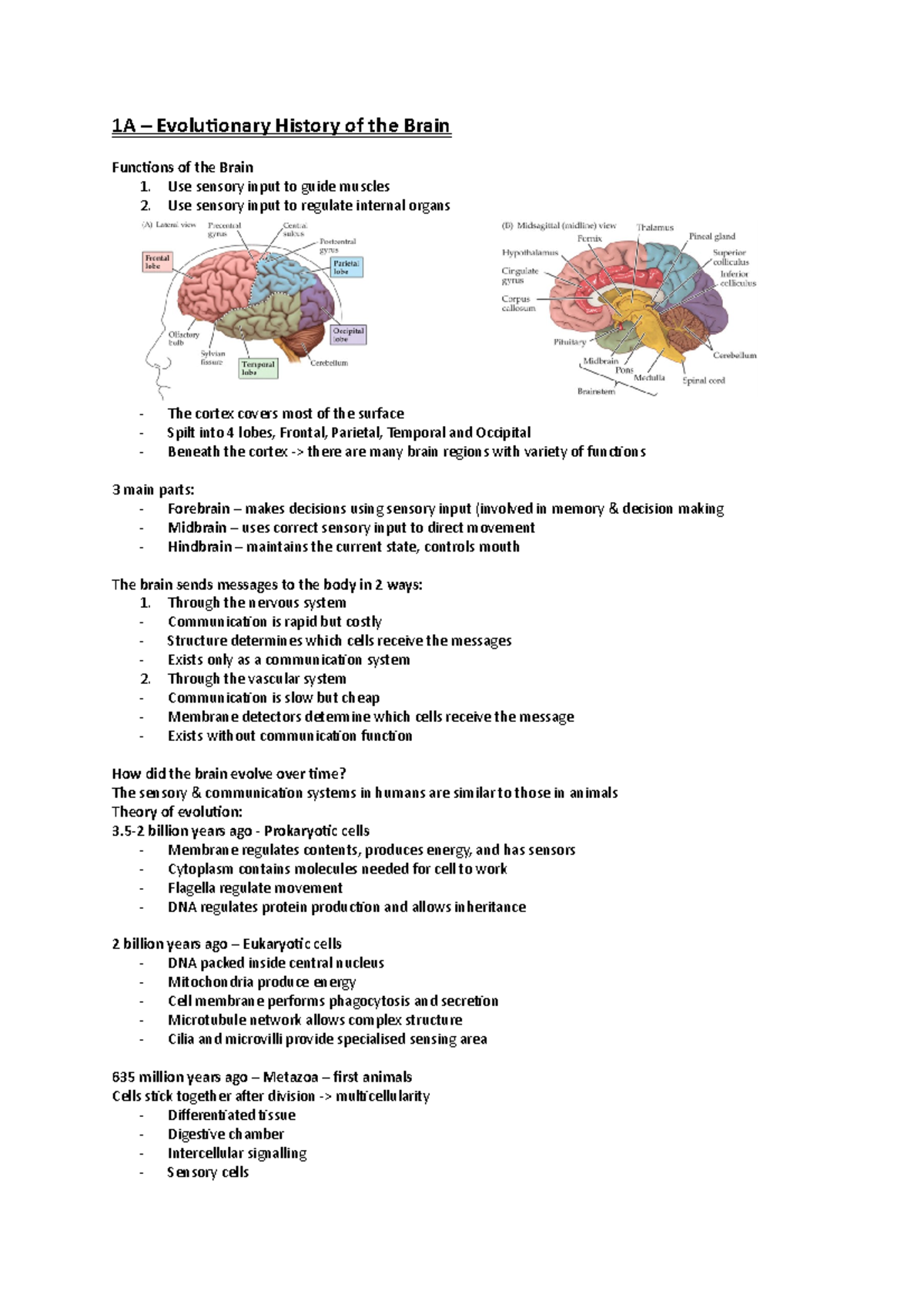 Biological Psychology - 1A – Evolutionary History of the Brain ...